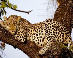 Cat in the Rain - General Understanding Quiz | xpressenglish.com